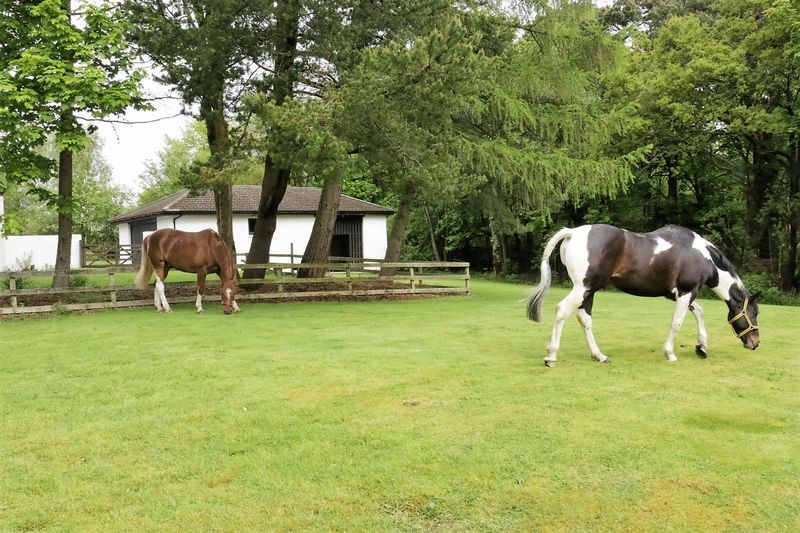 5 bedroom detached house for sale, Rowandale, Newington Lane, Glen Road ...